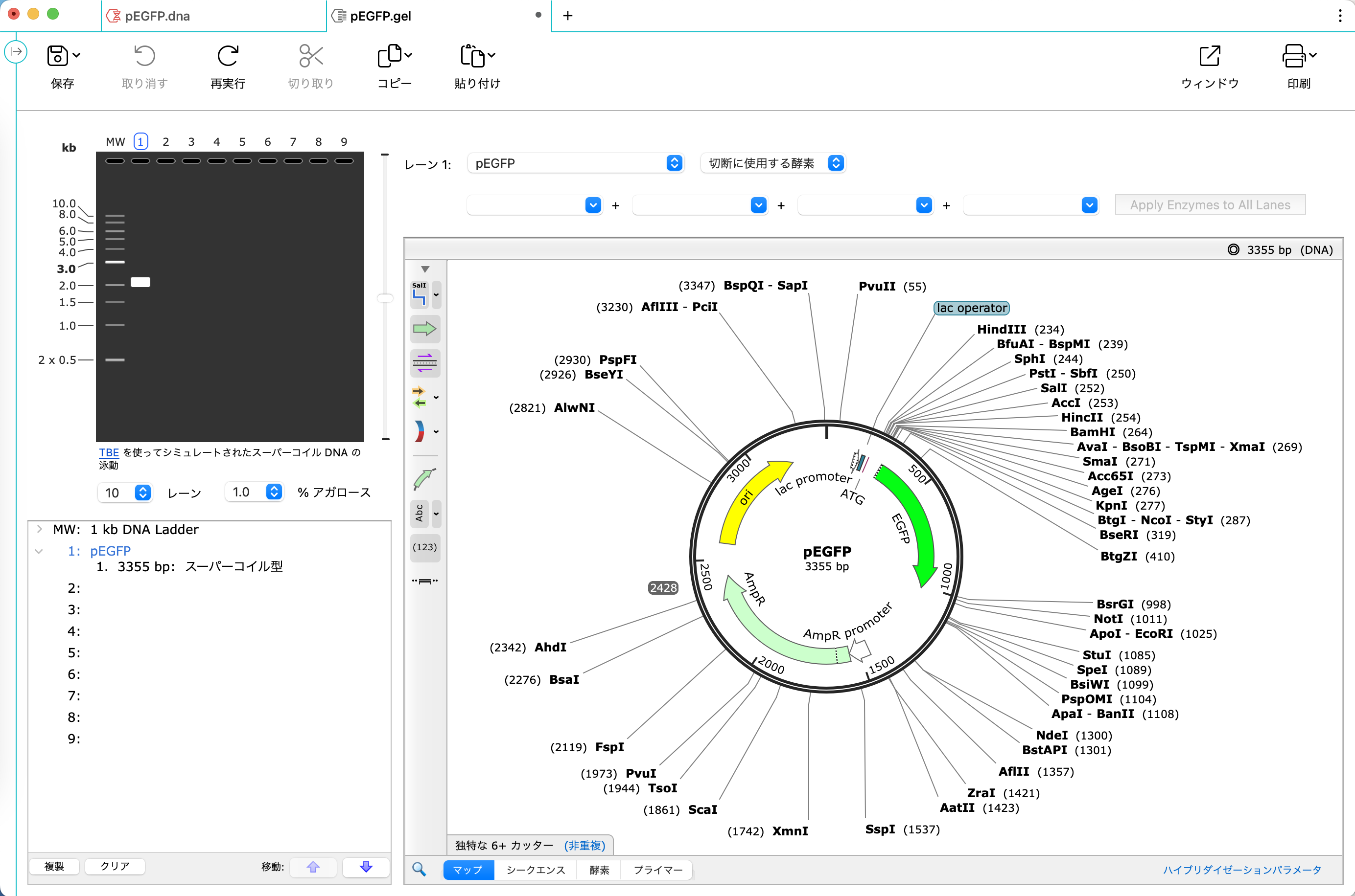 遺伝子工学実験支援ソフトSnapGene：ラーニング