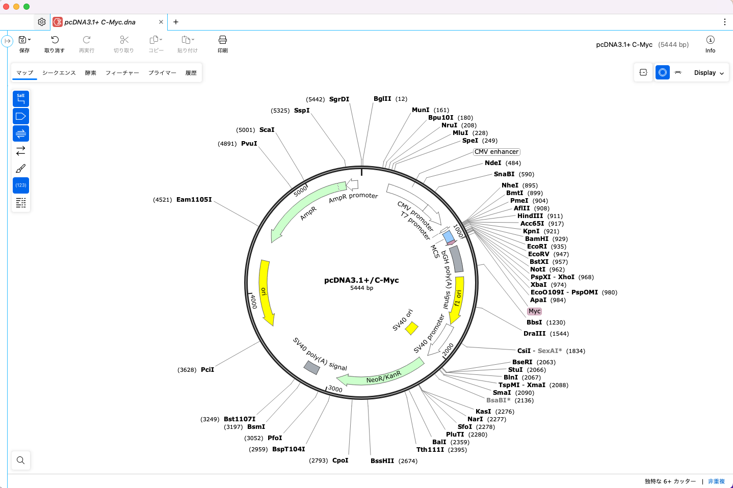 遺伝子工学実験支援ソフトウェアSnapGene 8.0：基本操作